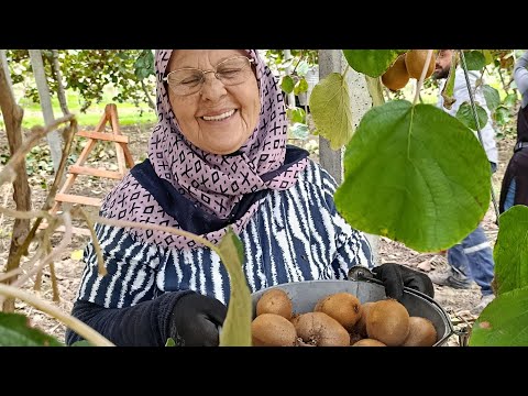 “Adı Mutlu, Kaderi Mutsuz!” — Kivi Üreticileri Sanayi Kararına İsyan Etti