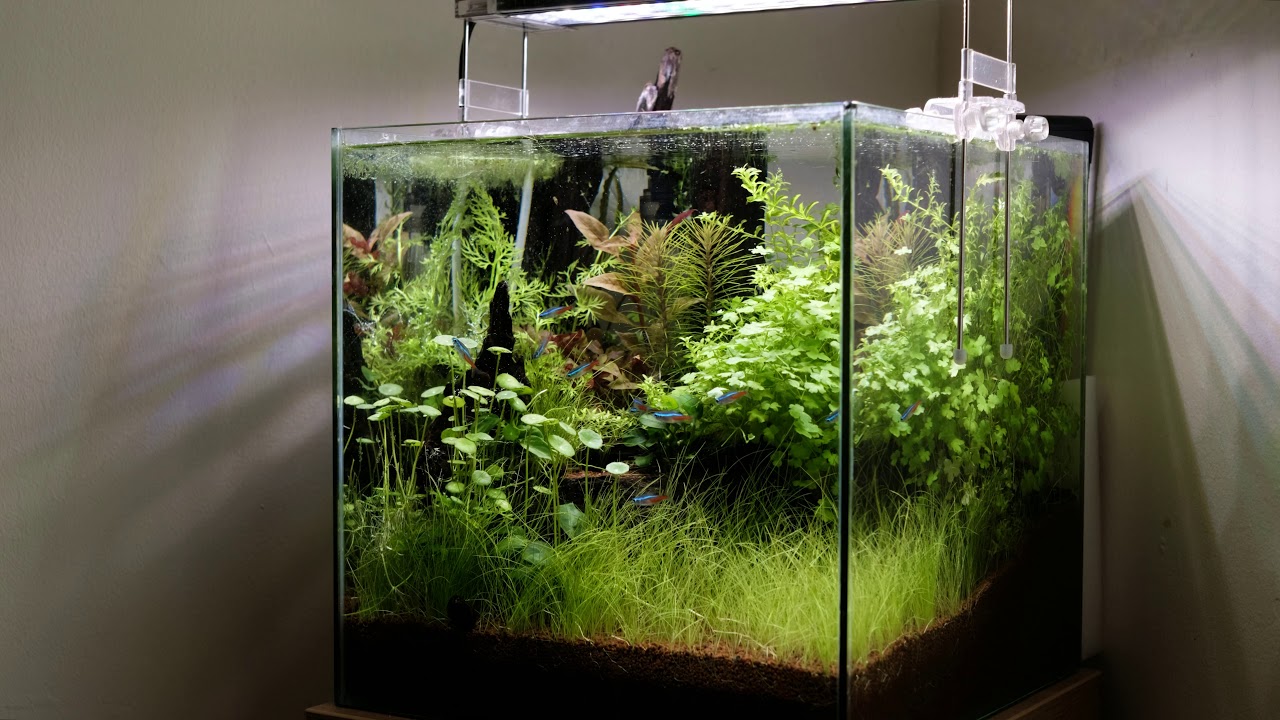 30l Cube Fish Tank. - YouTube