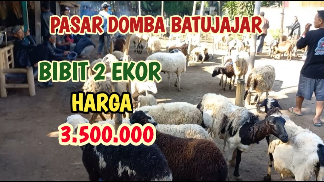 Informasi Harga Domba Garut dan Harga Domba sayur di Pasar Domba Batujajar 19 Des 2022 - YouTube