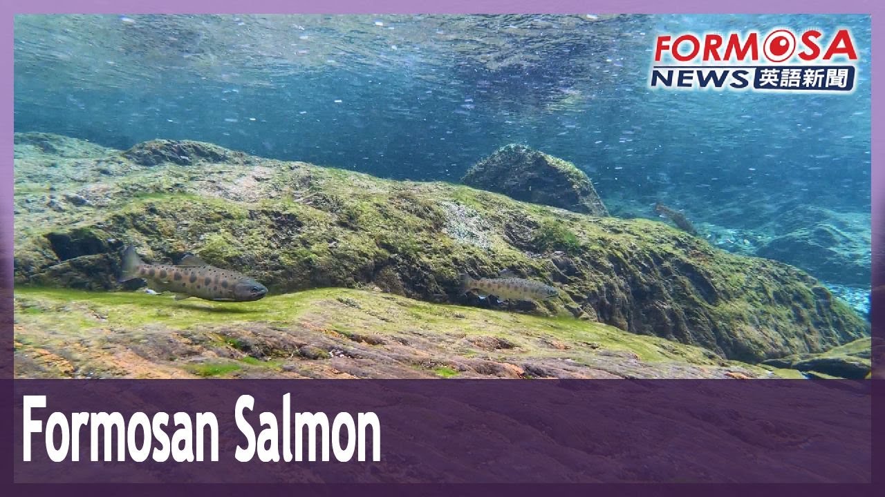 Formosan landlocked salmon meet visitors at Wuling Tourist Center ...