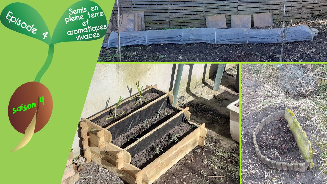 🧅S4 - Episode 4 : Semis en pleine terre, rhubarbe et aromatiques ...
