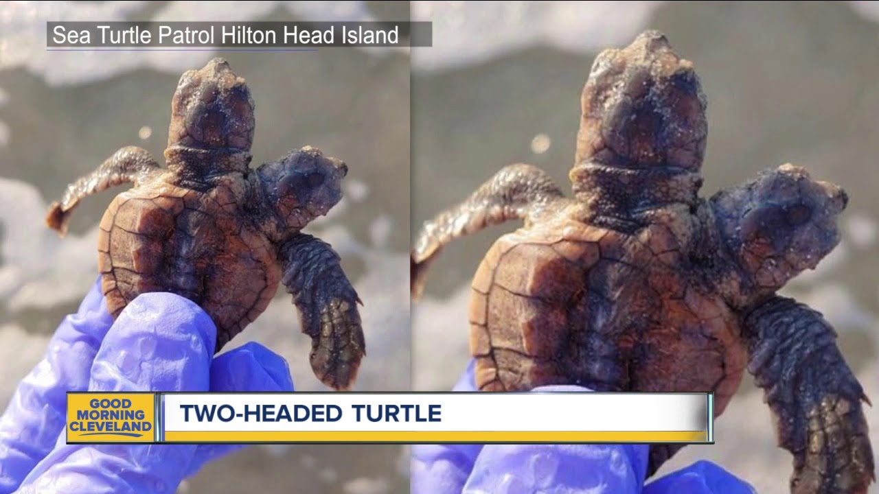 Turtle found with two heads - YouTube