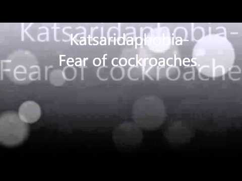 Katsaridaphobia Fear of cockroaches - YouTube