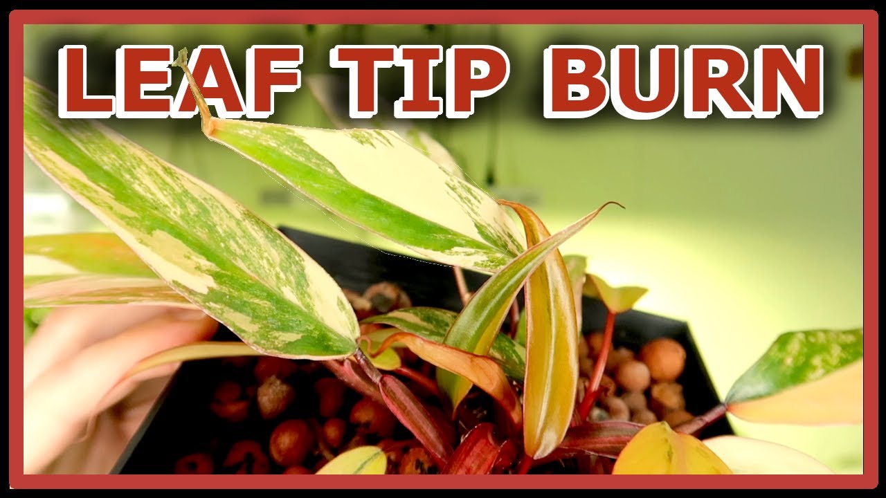 Leaf Tip Burn - LECA Basics 101 // Nutrient Burn - YouTube