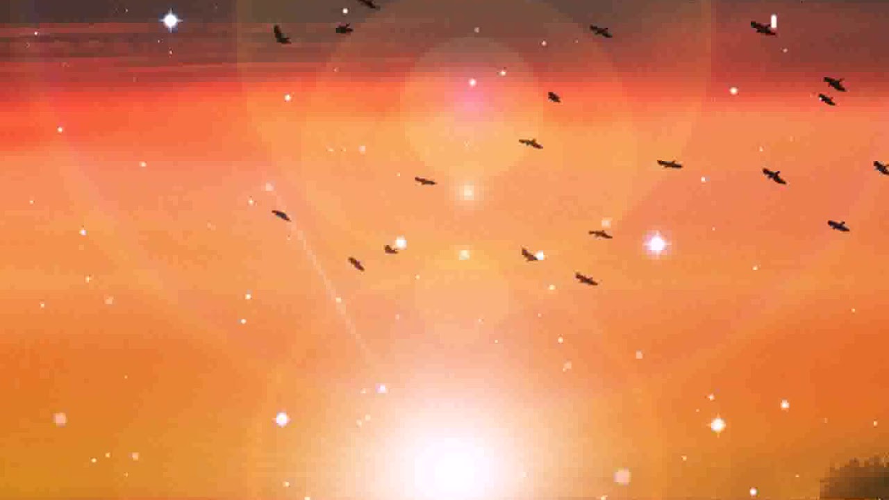 Beautiful sunflower field Animated - YouTube