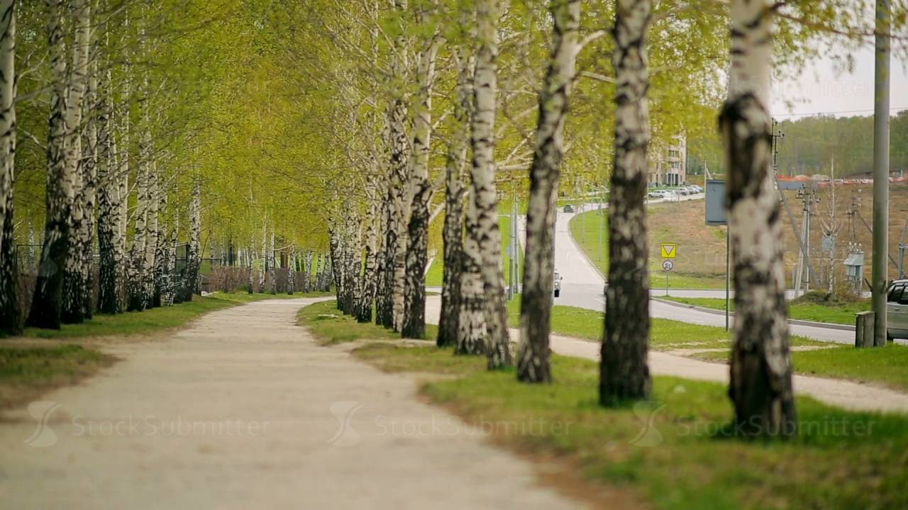 Alley with birch trees. Road, Birch growing on the roadside. City Park ...