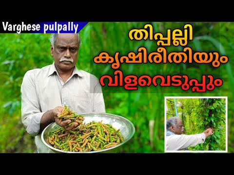 തിപ്പല്ലി കൃഷി | Thippali Krishi Malayalam | Thippali Plant Malayalam ...