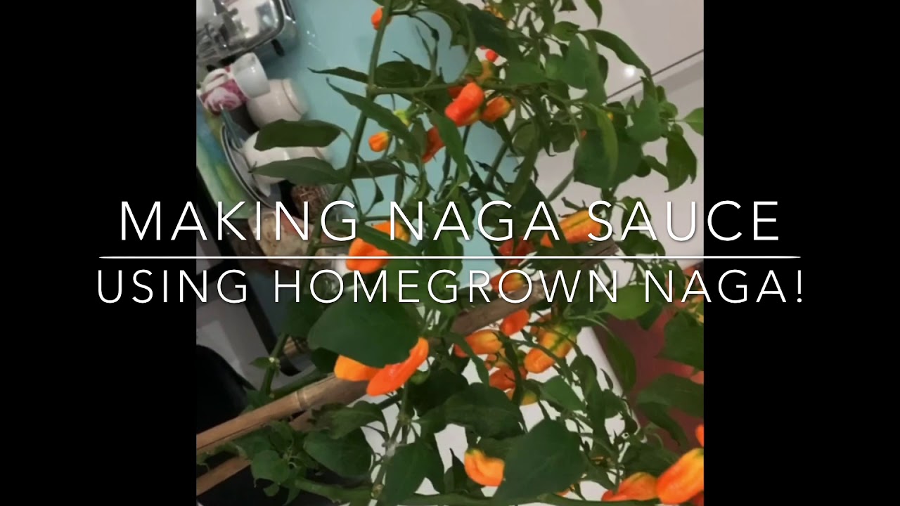 Naga Chilli Sauce Recipe with Homegrown Naga | Fusion Cooking with Rash ...