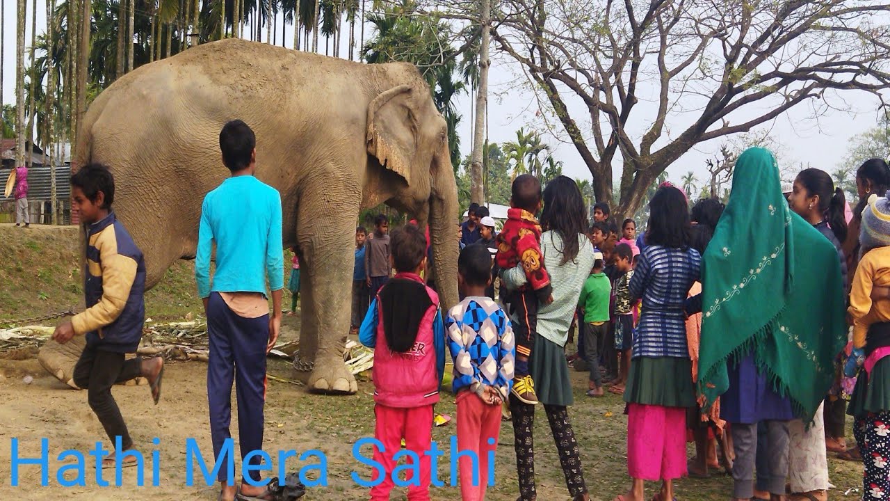 Hathi Mera Sathi India 🐘 - YouTube