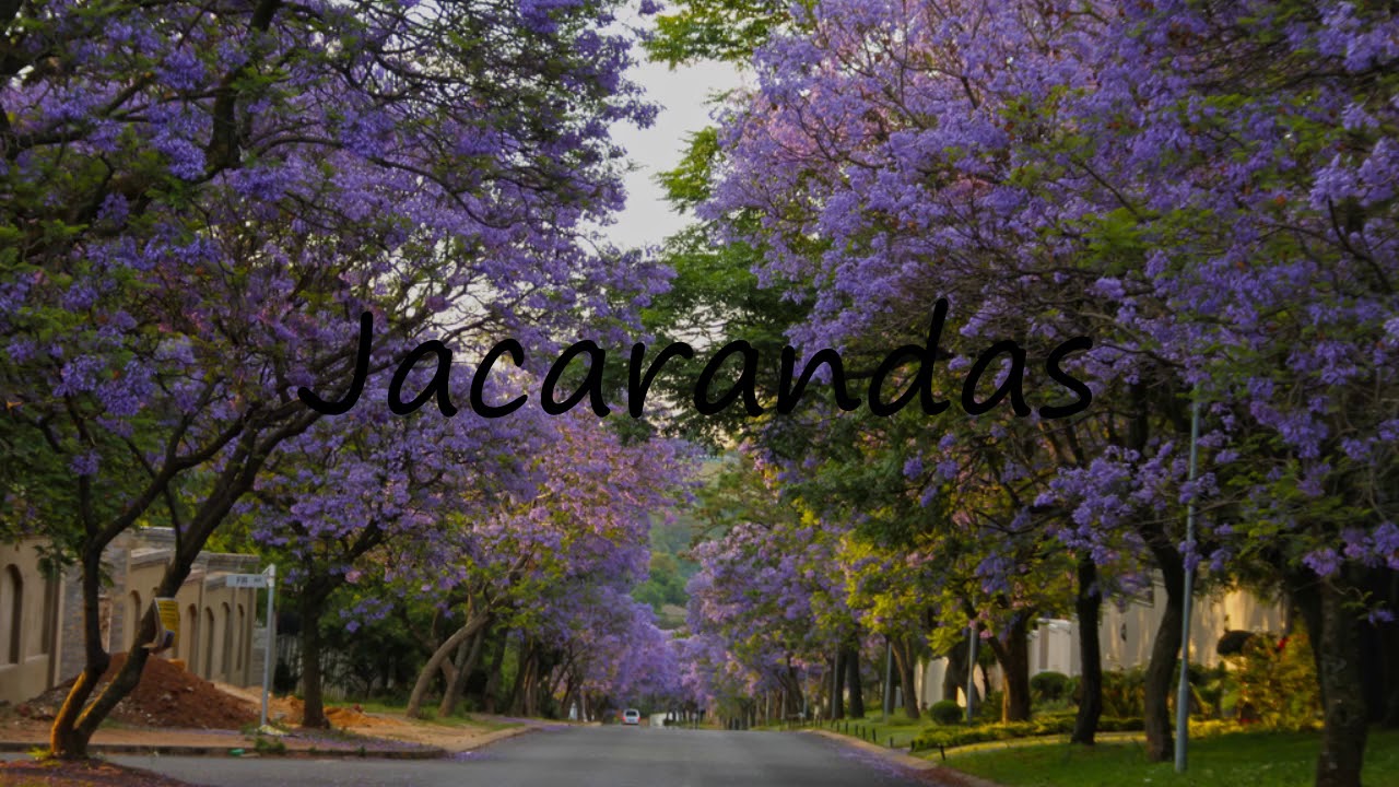 How to Pronounce Jacarandas? - YouTube