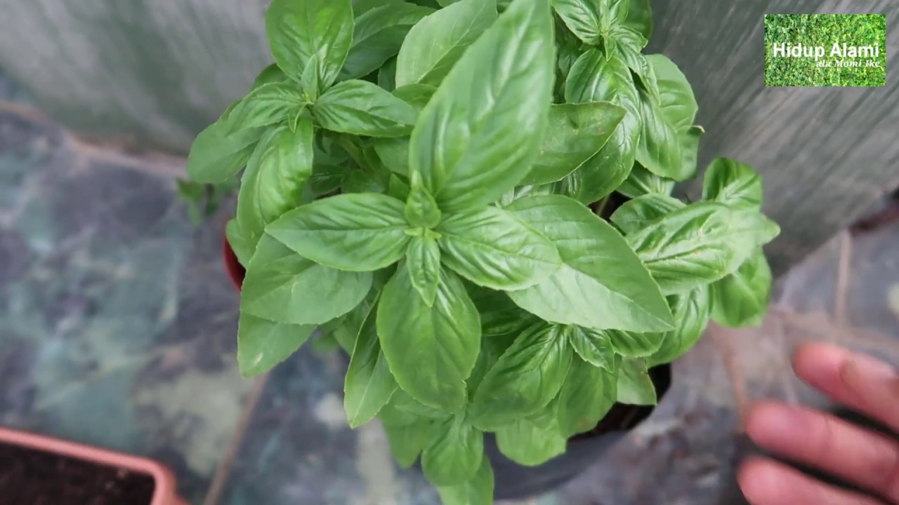 Ep. 35 Update cabe,paprika,stek kale,basil,pakchoy,mint,selada,kemangi ...