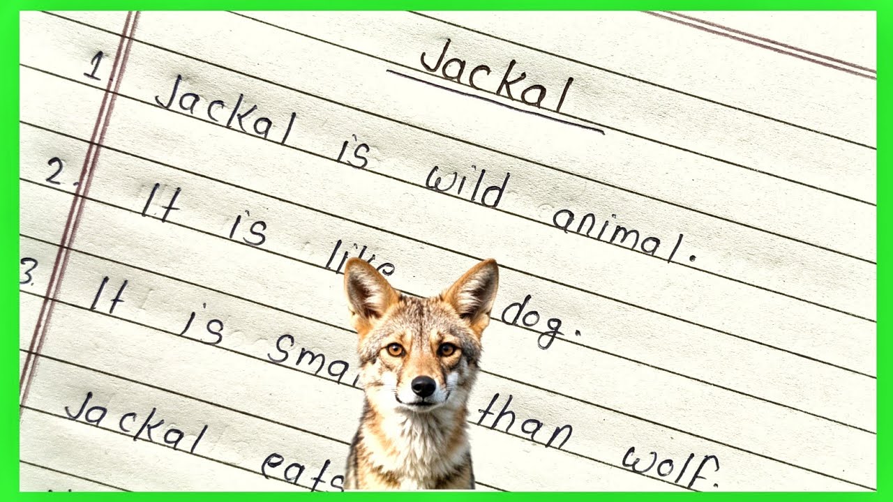 15 Line On Jackal in English | Essay on Jackal | Jackal Essay Writing ...