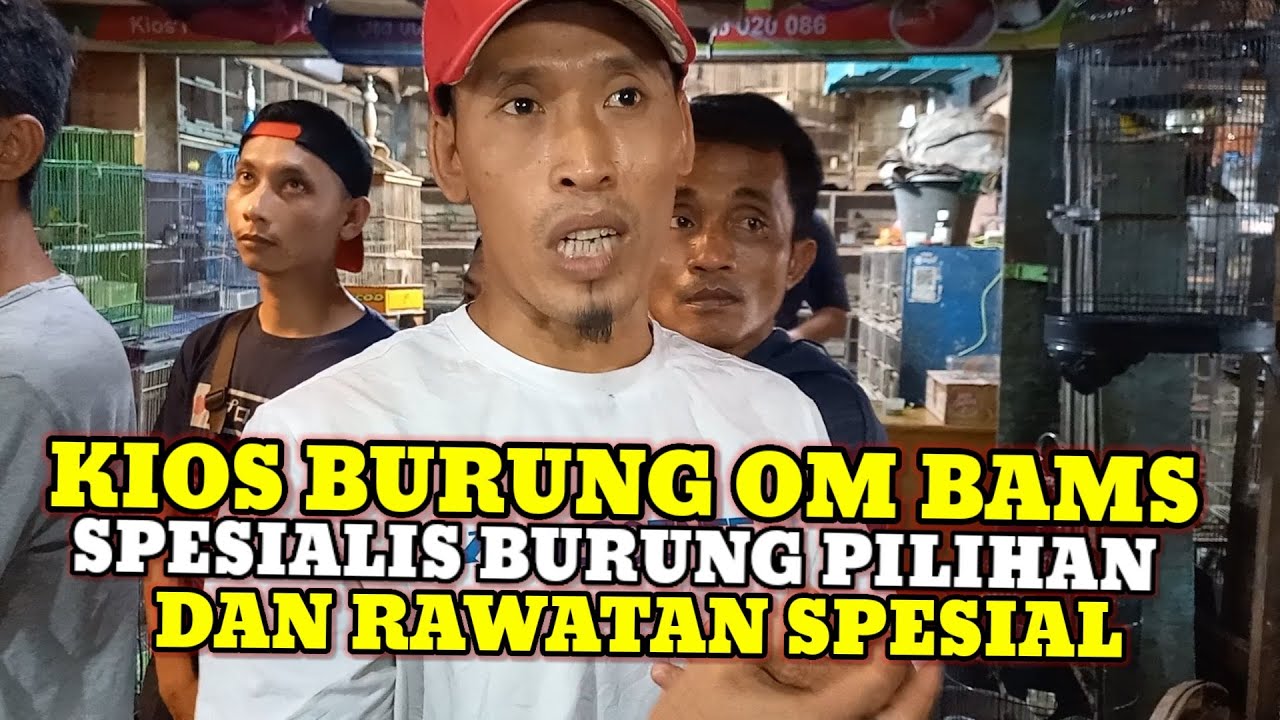 CEK HARGA BURUNG TERBARU DI KIOS OM BAMS PASAR BURUNG PRAMUKA - YouTube