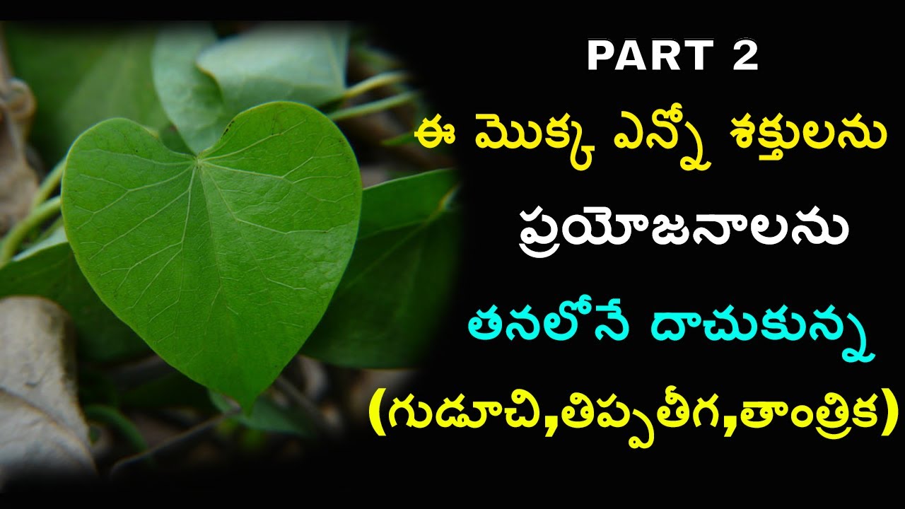 Tippa Teega Prayojanalu Upayogalu | Guduchi Benefits Uses in Telugu ...