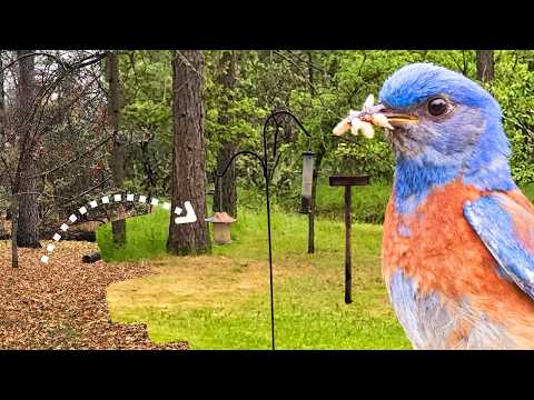 What Happens When You Create a Bird Sanctuary in Your Backyard?