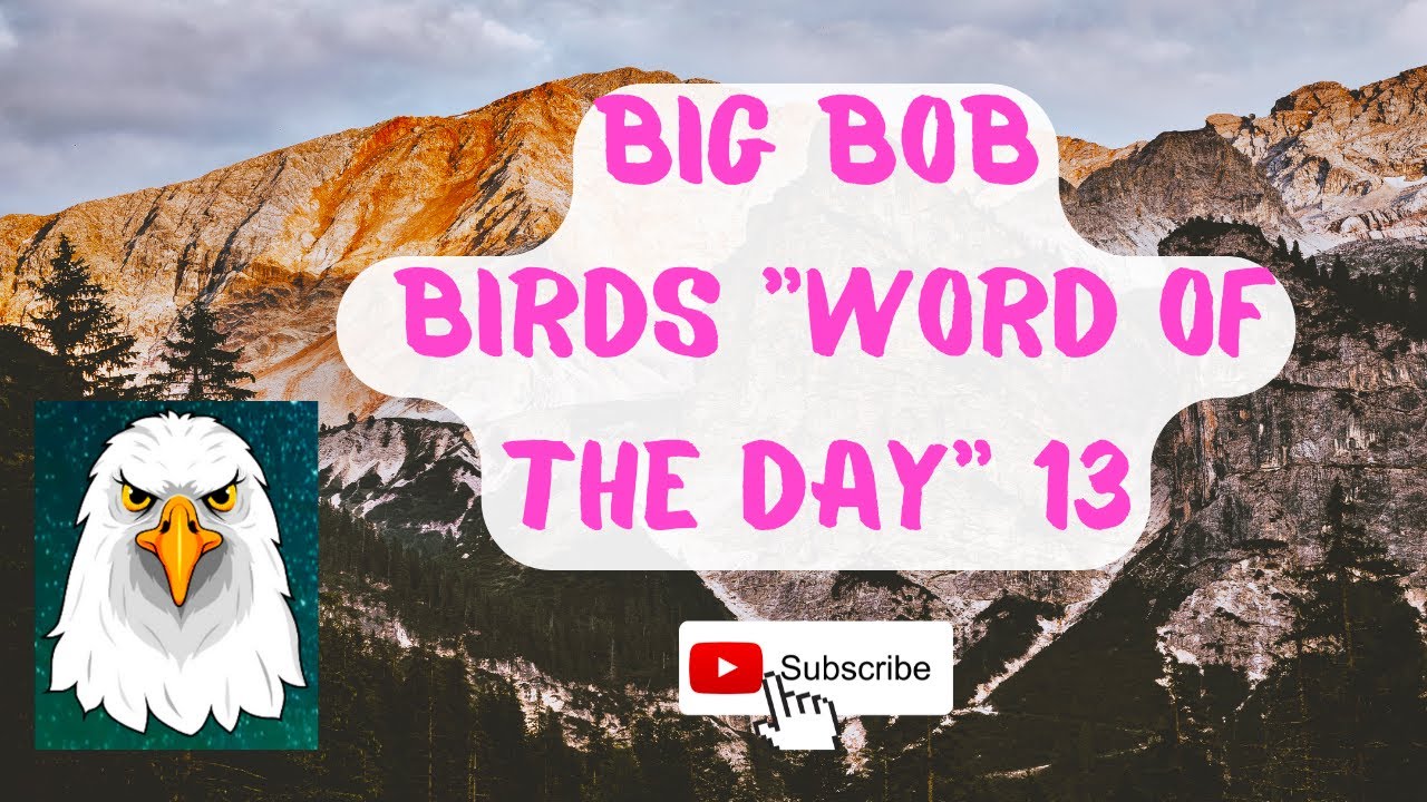 Big Bob Birds Word of the Day 13 - YouTube