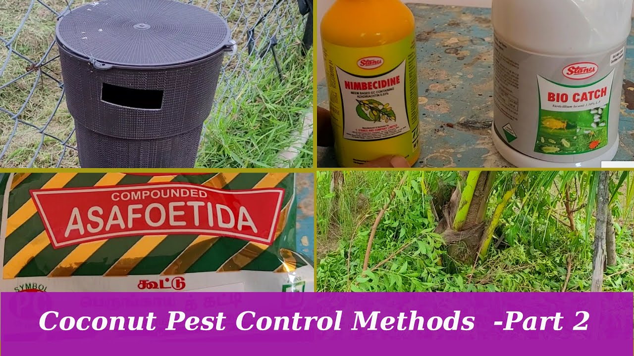 Part 2: Coconut Rhinoceros beetle(Kaṇṭamiruka vaṇdu) pest control ...