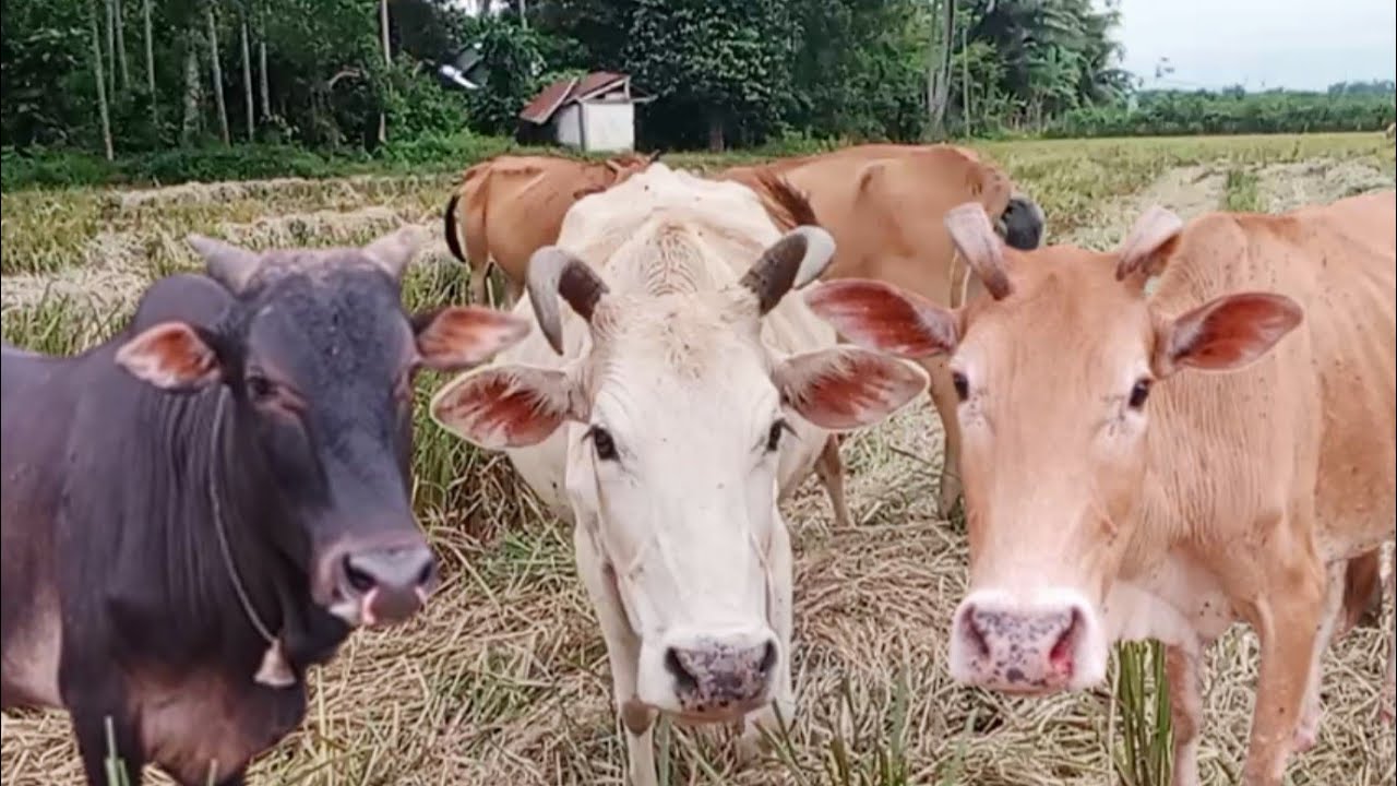 Sapi Lucu Jinak Di Sawah Makan Rumput.Sapi Manja Imut #Sapi Lembu Jinak ...