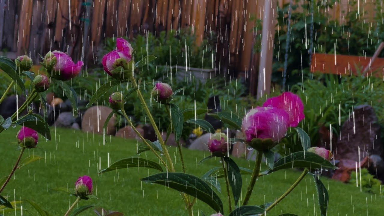 PLEASANT RAIN SOUNDS AND ROLLING THUNDER. Perfect to relax, meditate ...