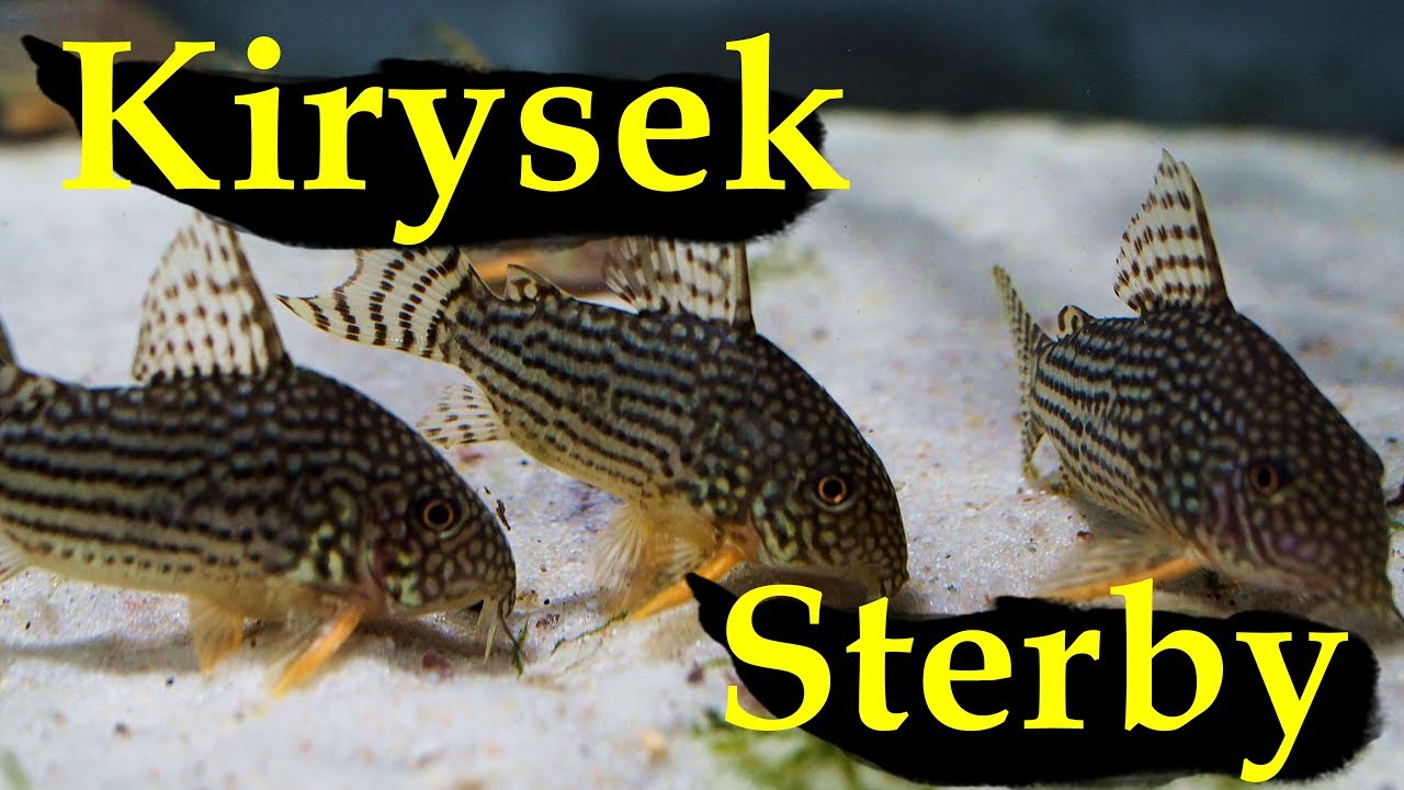 Kiryski w Akwarium - kirysek sterby | corydoras sterbai - YouTube