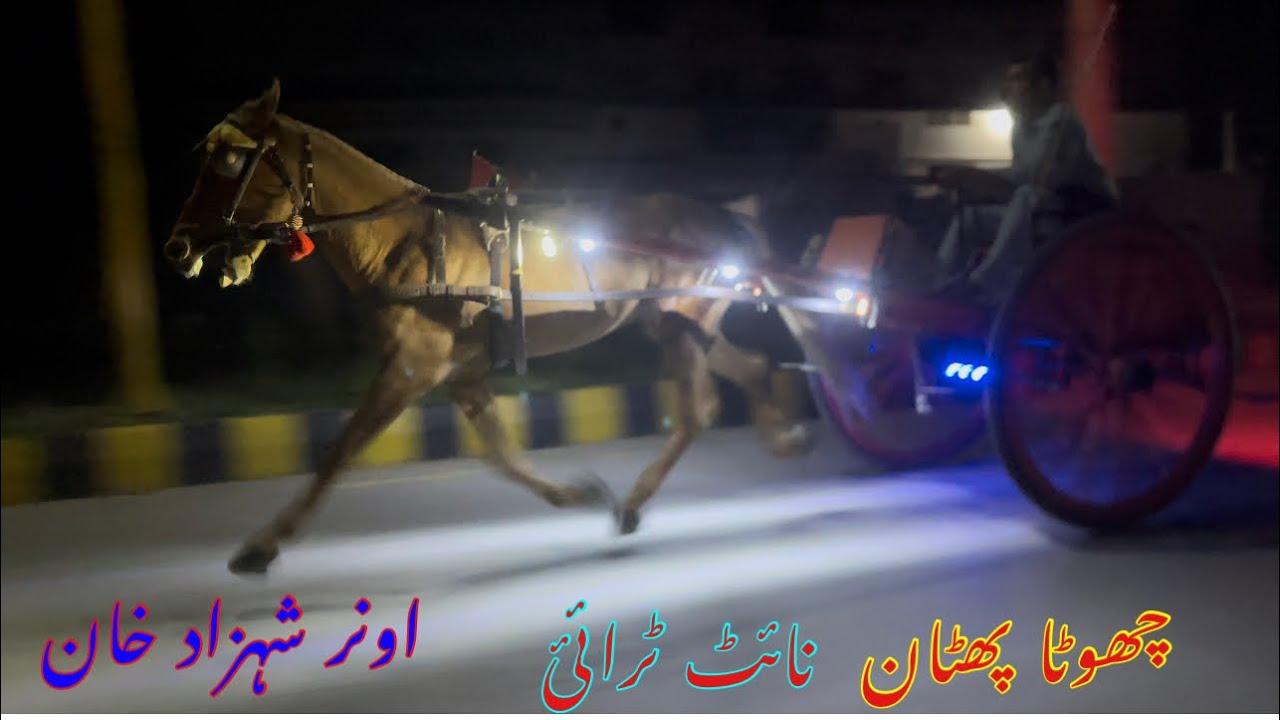 Chota Pathan horse Night Try owner Nadeem khan shinka All Pakistan ...
