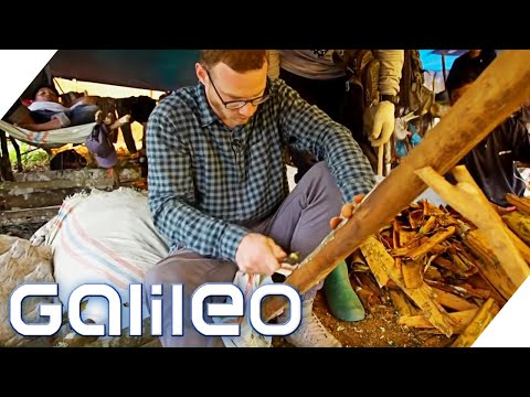 Zimt-Ernte im Dschungel Indonesiens | Galileo | ProSieben
