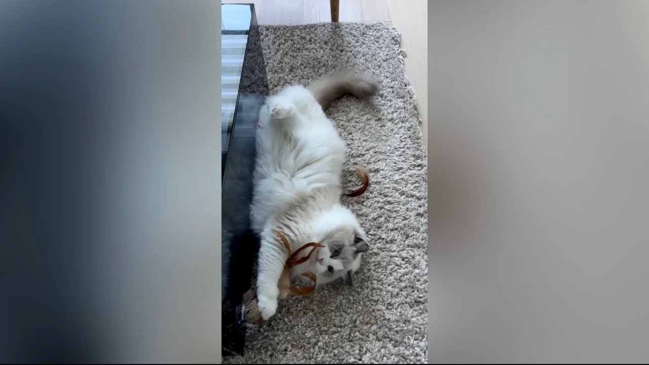 Nikko Cat playing with Chirping Bird Cat Toy - YouTube