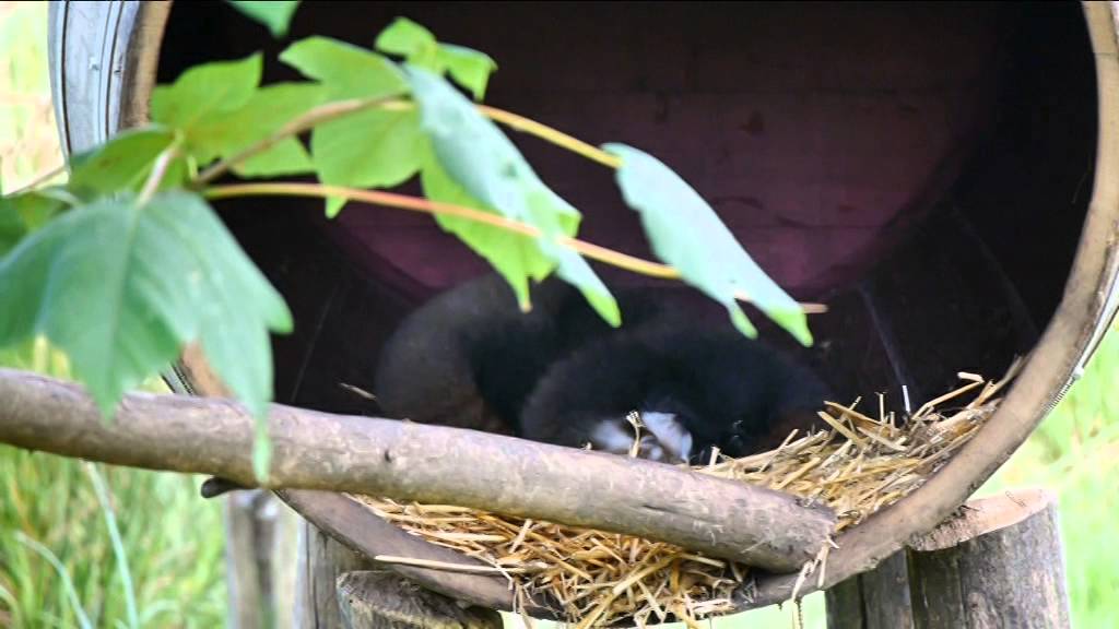 Baby Rode panda's / Baby red panda 's, Dierenrijk - YouTube
