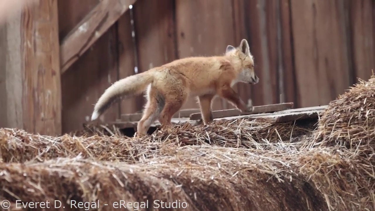 10 week old Red Fox kit barking - YouTube
