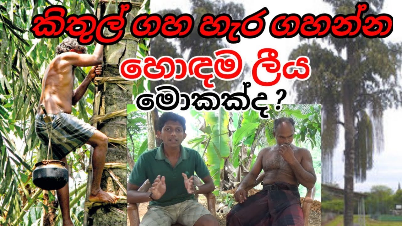 How to Make Kithul Flower | Kithul Mal Kapima | Kithul Pani | #palingu ...