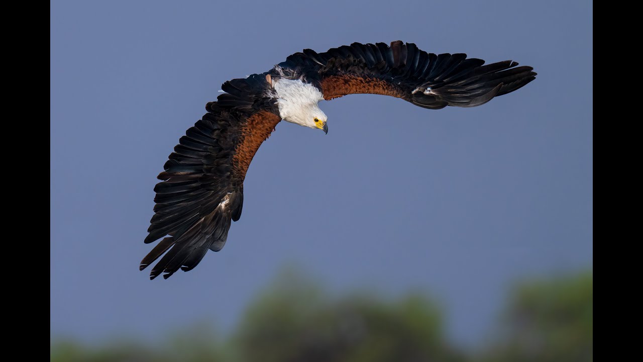 Steve Perry: Birds in Flight - Settings for Success - YouTube