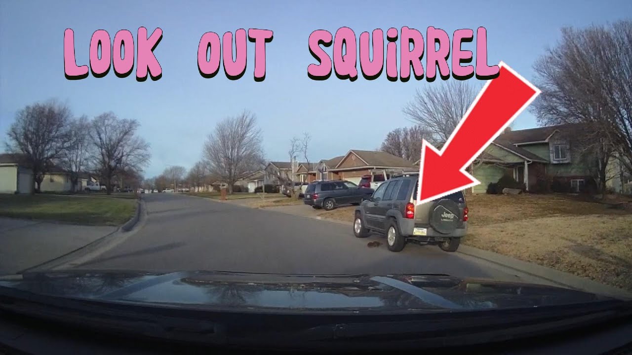 Almost Ran Over A Squirrel - YouTube