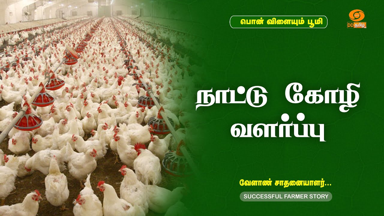 Native Chicken Farming | Successful Farmer | 15.03.2024 - YouTube