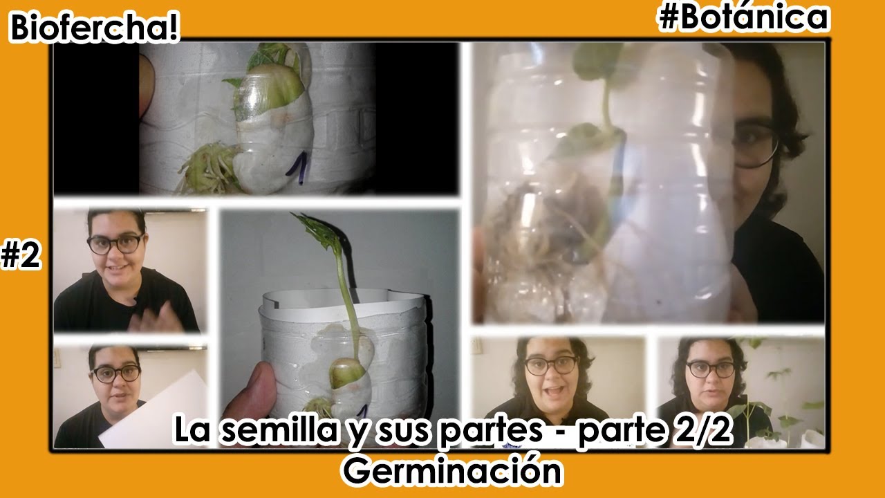 QUÉ es, PARA QUÉ sirve y CÓMO HACER un GERMINADOR - TIMELAPSE de ...