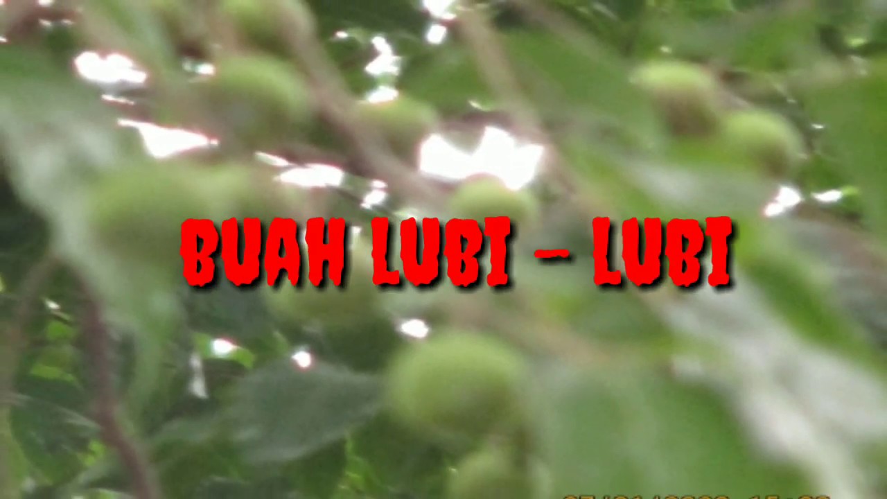 Buah lubi - lubi,,, andalan di masa lalu kini tak mudah di jumpai lagi ...