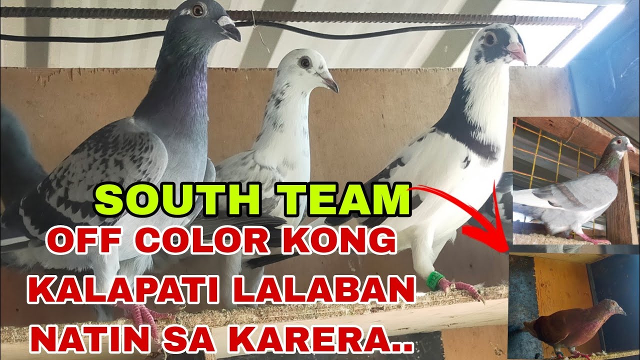 KALAPATI KONG OFF COLOR LALABAN NATIN SA KARERA - YouTube