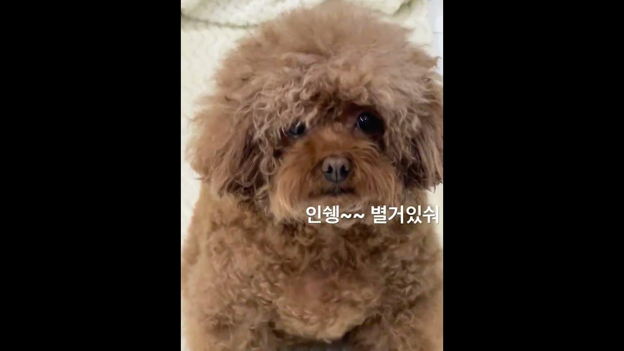 미용 전 삽살개 한마리 몰고가세요🤓 Youtube