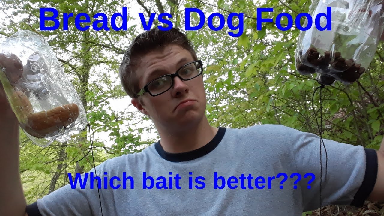 BEST Bait For Minnow Trap!!! (Dog Food vs. Bread) | How To Make a Cheap ...