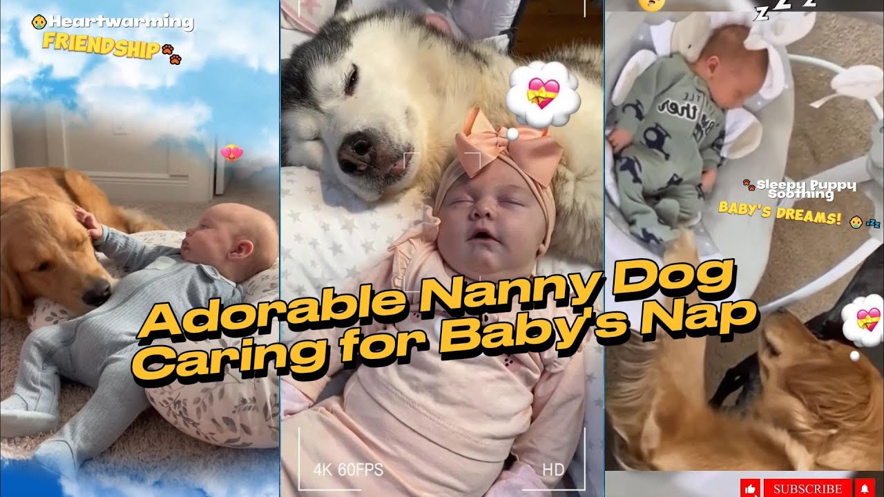 🐶 Cute Nanny Dogs 💕 Caring for Baby's Nap 💤 #baby #dog - YouTube