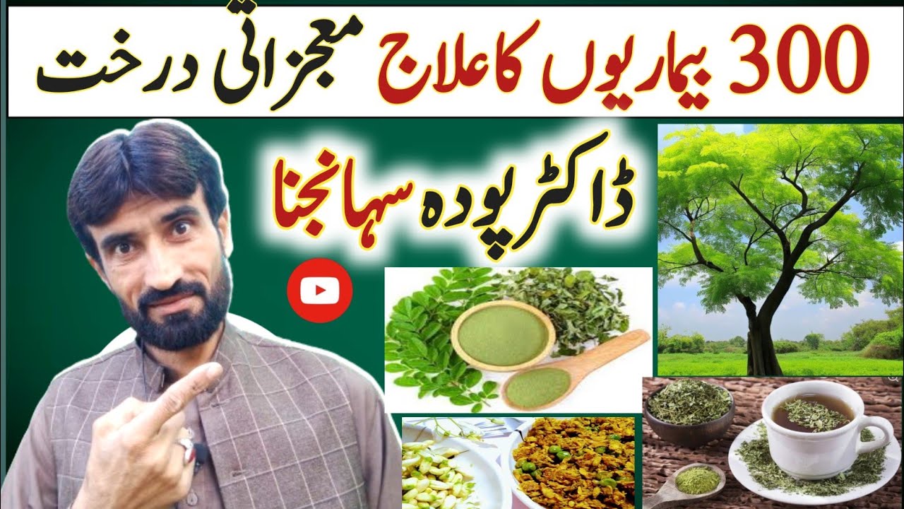 How to care of Moringa plant on nursery🌲 / Sohanjna ka pauda #Moringa ...