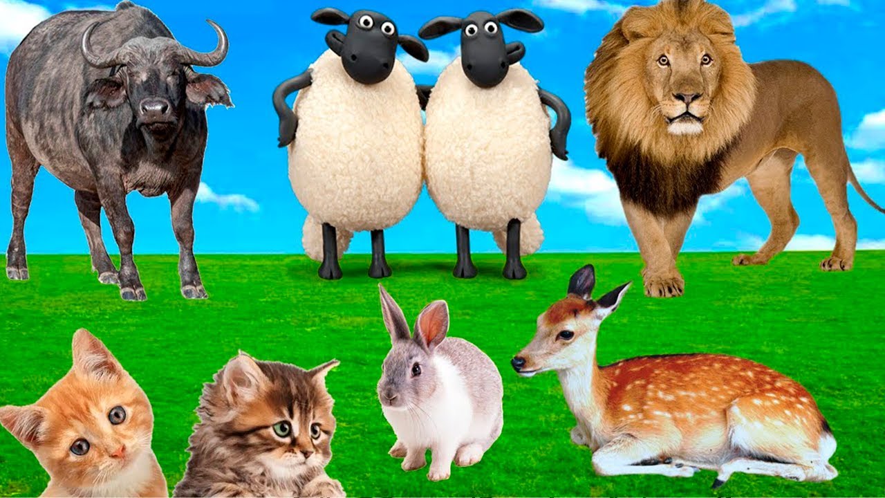 Funny Animal Sounds: Dogs, Cats, Chickens, Elephants, Cows, Goat, Lion ...