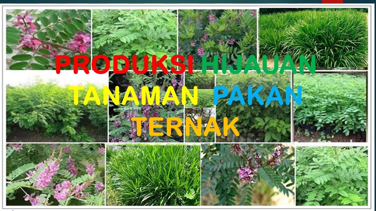 PRODUKSI HIJAUAN TANAMAN PAKAN TERNAK - YouTube