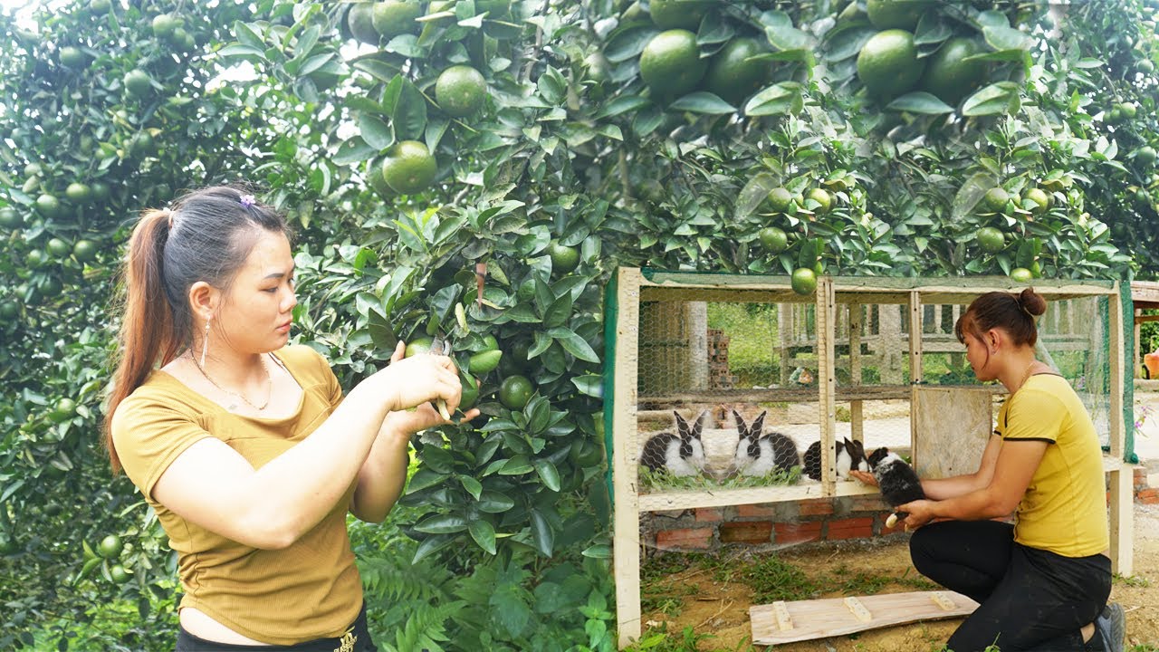 Full video: 120 DAY Develop farms, cut fruits to sell at the market and ...