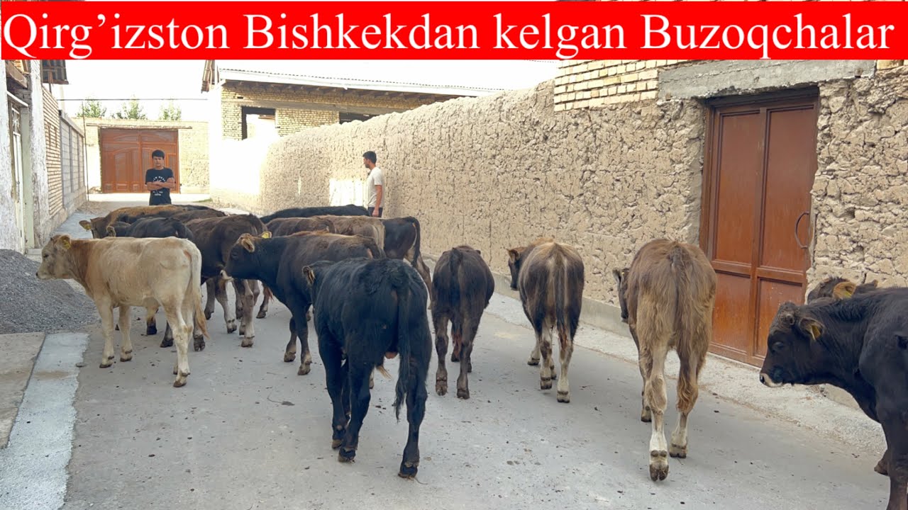 Qirg’izston Bishkek ISSIQKO’L buzoqchalar KELDI puli O’ta Arzon ...