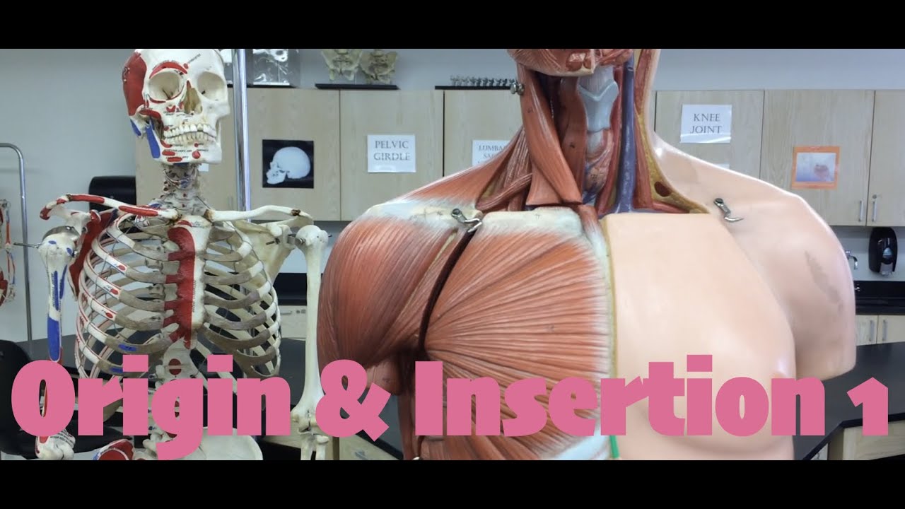 Origin & Insertion: 1 - YouTube