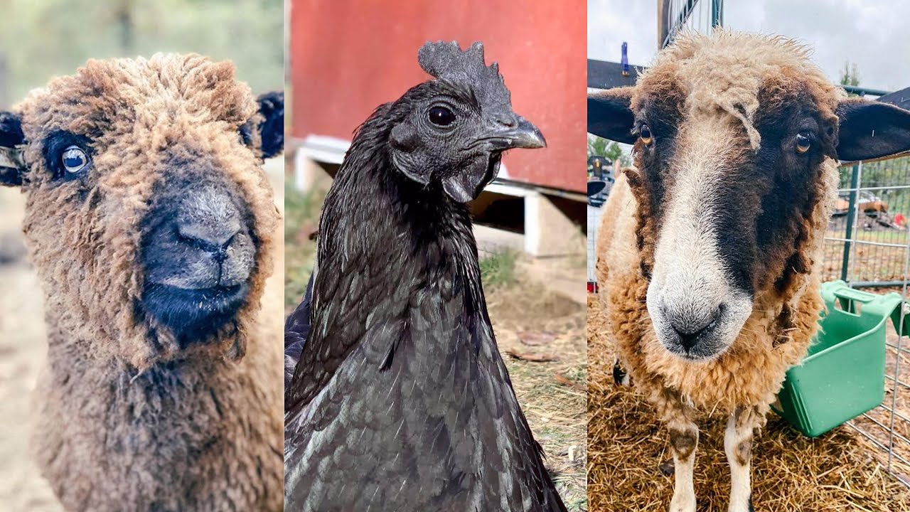 What's Happening at our Farm? // Farm Friday - YouTube