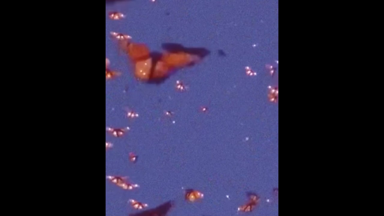 PATY B - sobrenatural (official audio) - YouTube