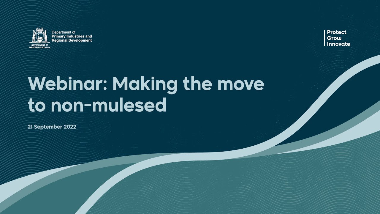 Webinar: Making the move to non-mulesed, hosted by DPIRD Development ...