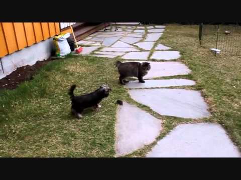 Yorkie Huldra is chasing a "rat" - YouTube