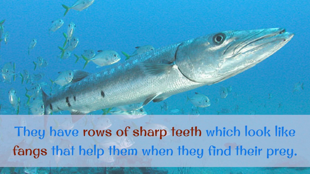 13 Interesting Facts About Barracuda - YouTube